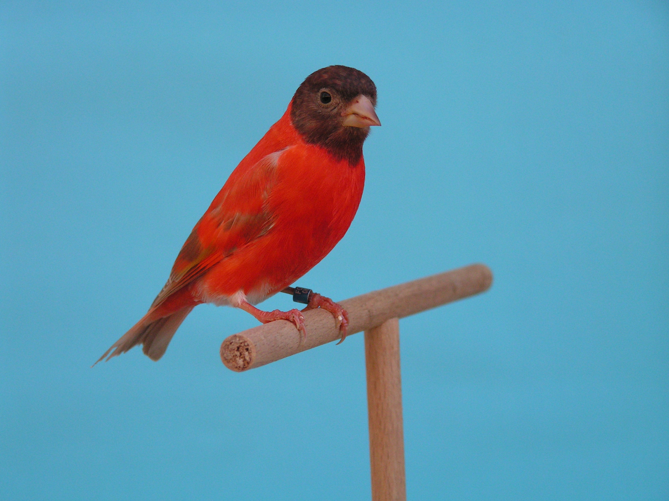 Galleria Cardinalini - Ottobre 2007